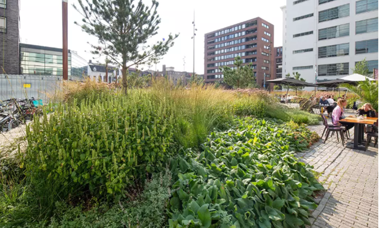 Zo kun je eenvoudig Klimaatadaptief en Natuurinclusief ontwerpen