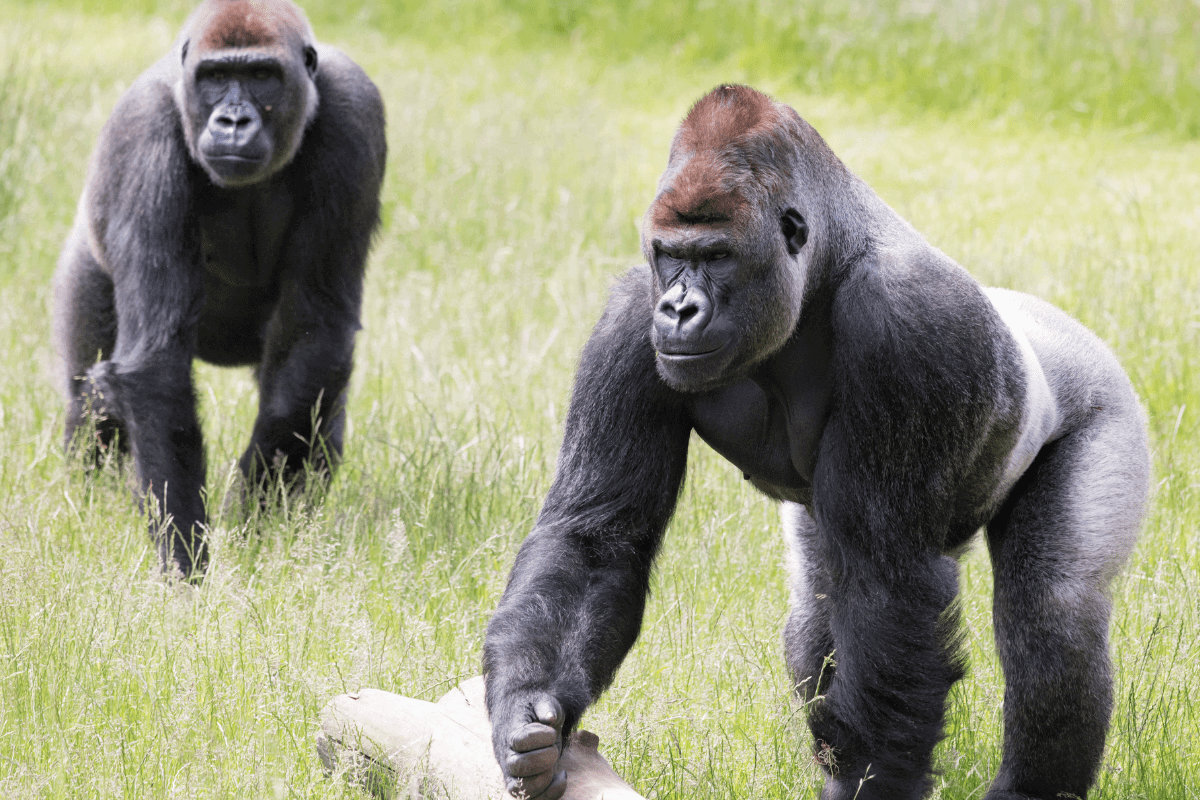 Western Lowland Gorilla
