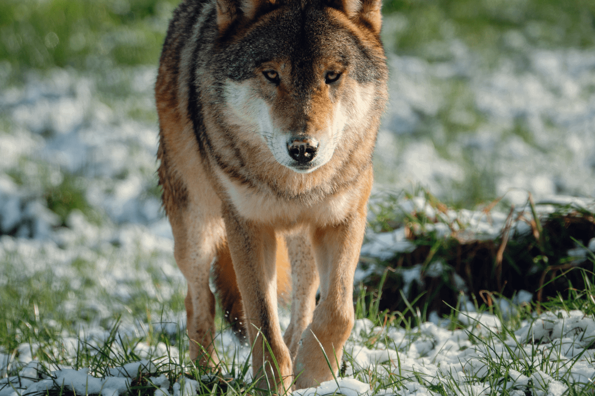 European Grey Wolf