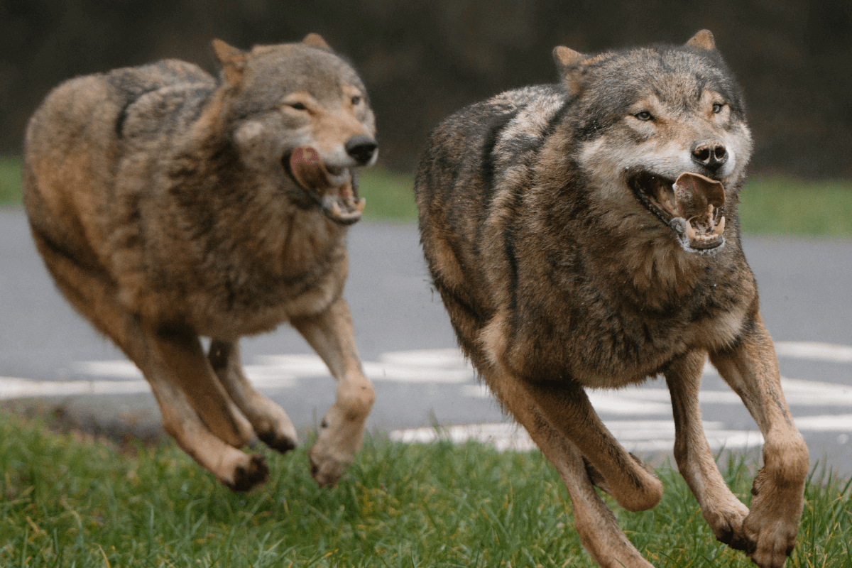European Grey Wolf