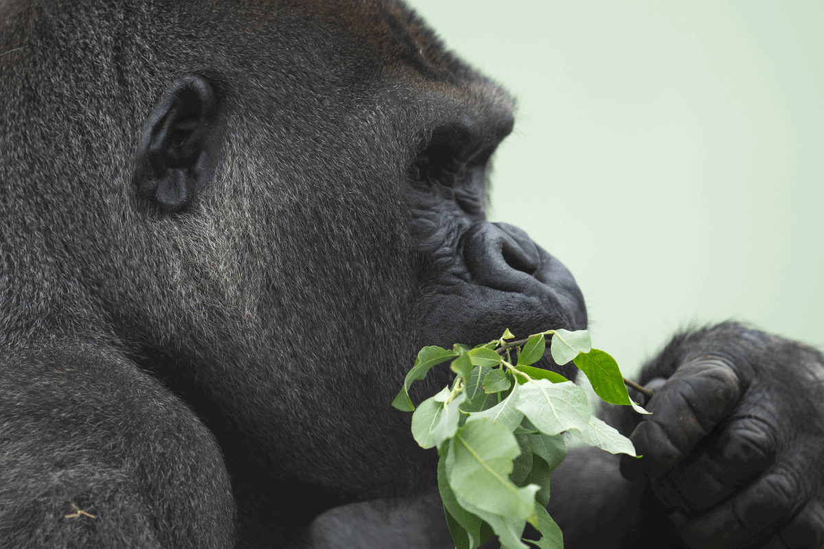 Western Lowland Gorilla