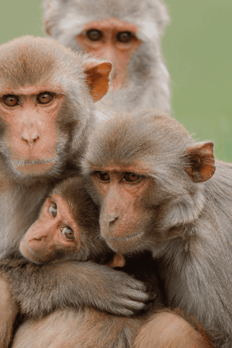 Monkeys