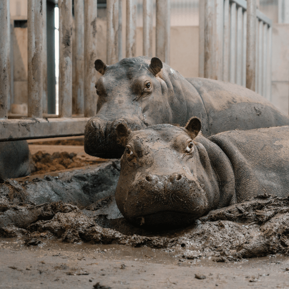 Celebrating World Hippo Day