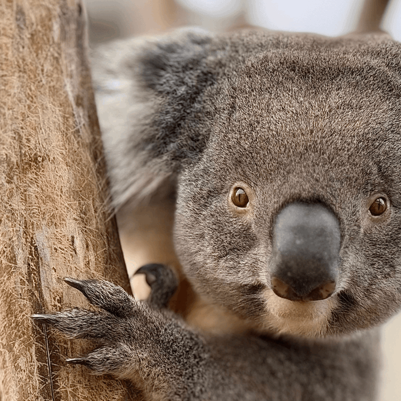 Southern Koala