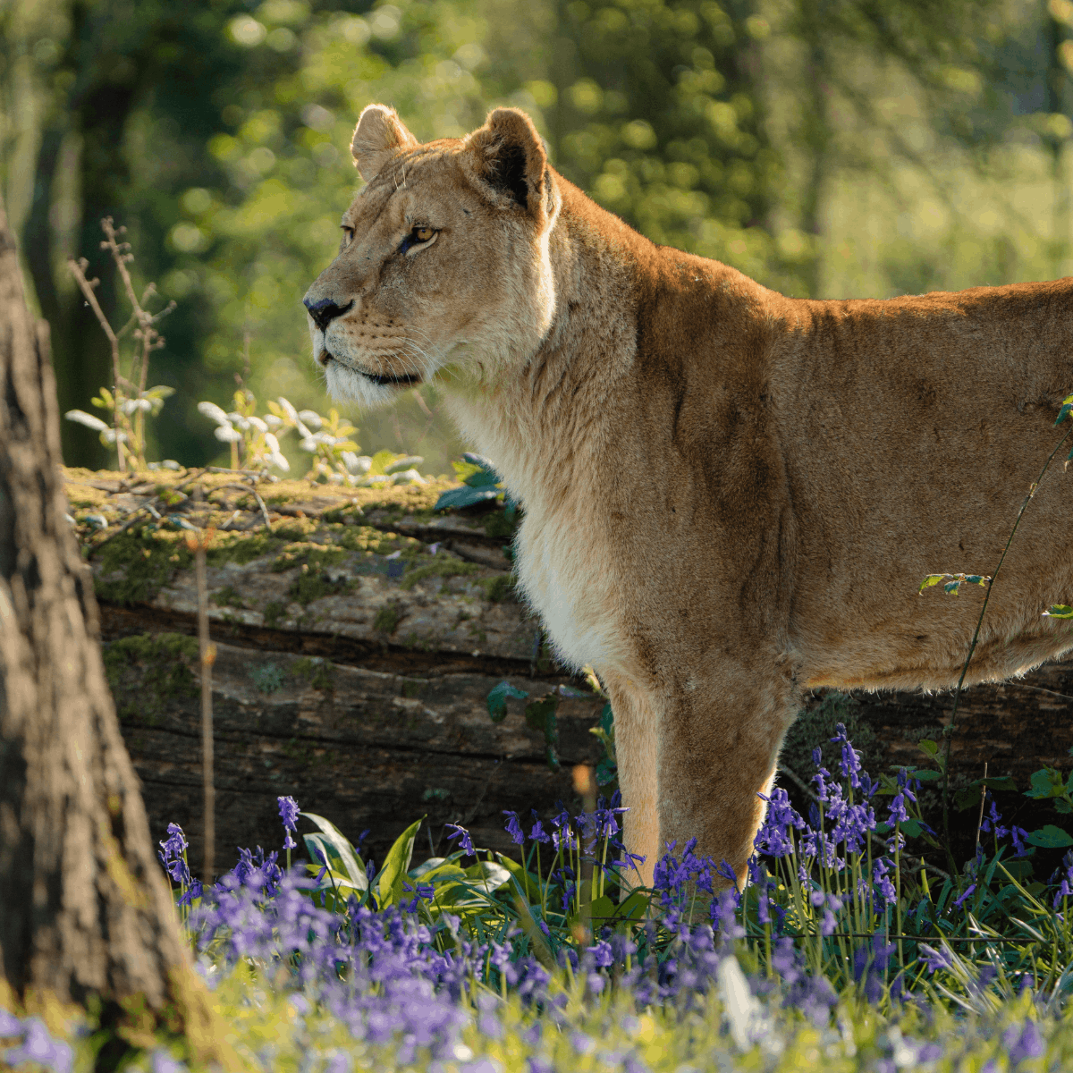 Spectacular bluebells in Lion Country