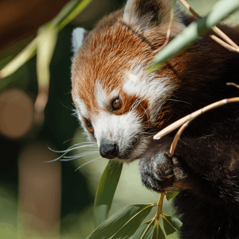 Red Panda