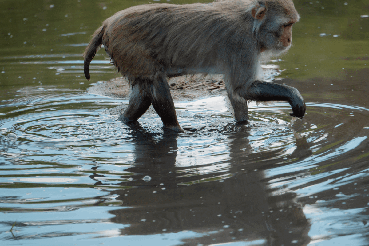 Rhesus Macaque Monkey