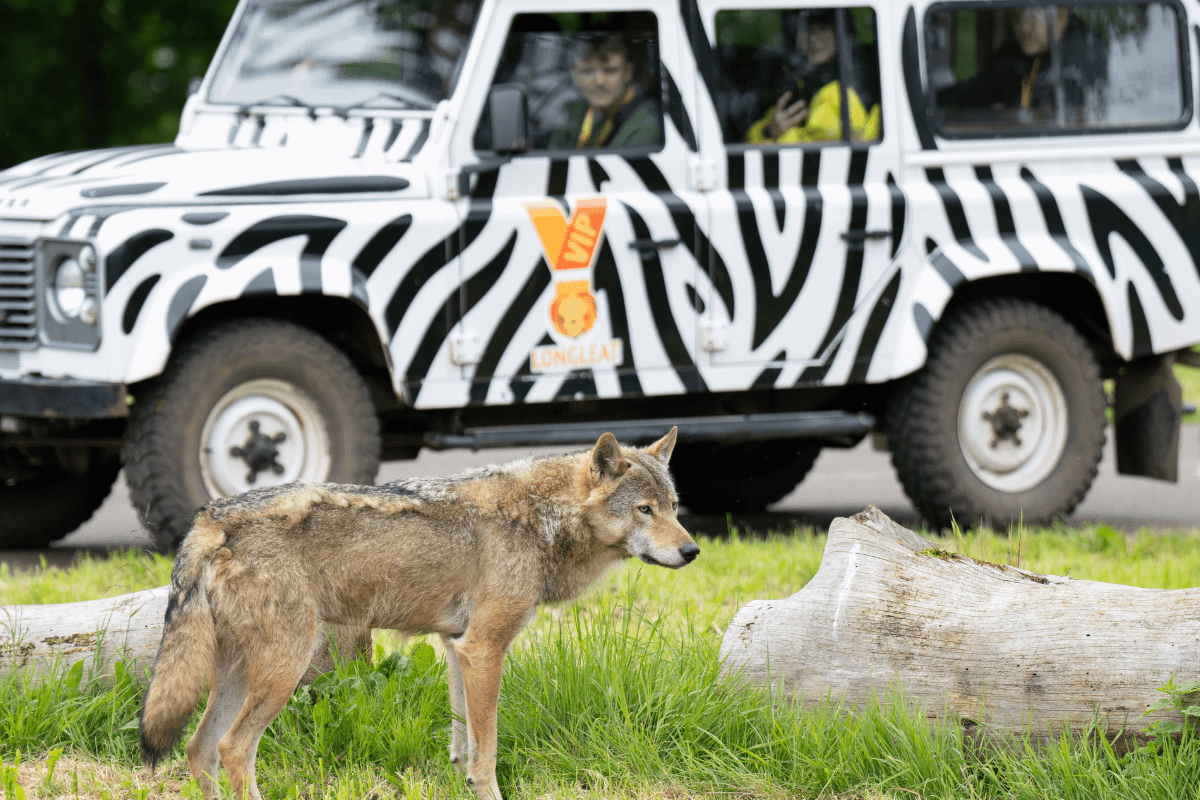 Spotted Hyena