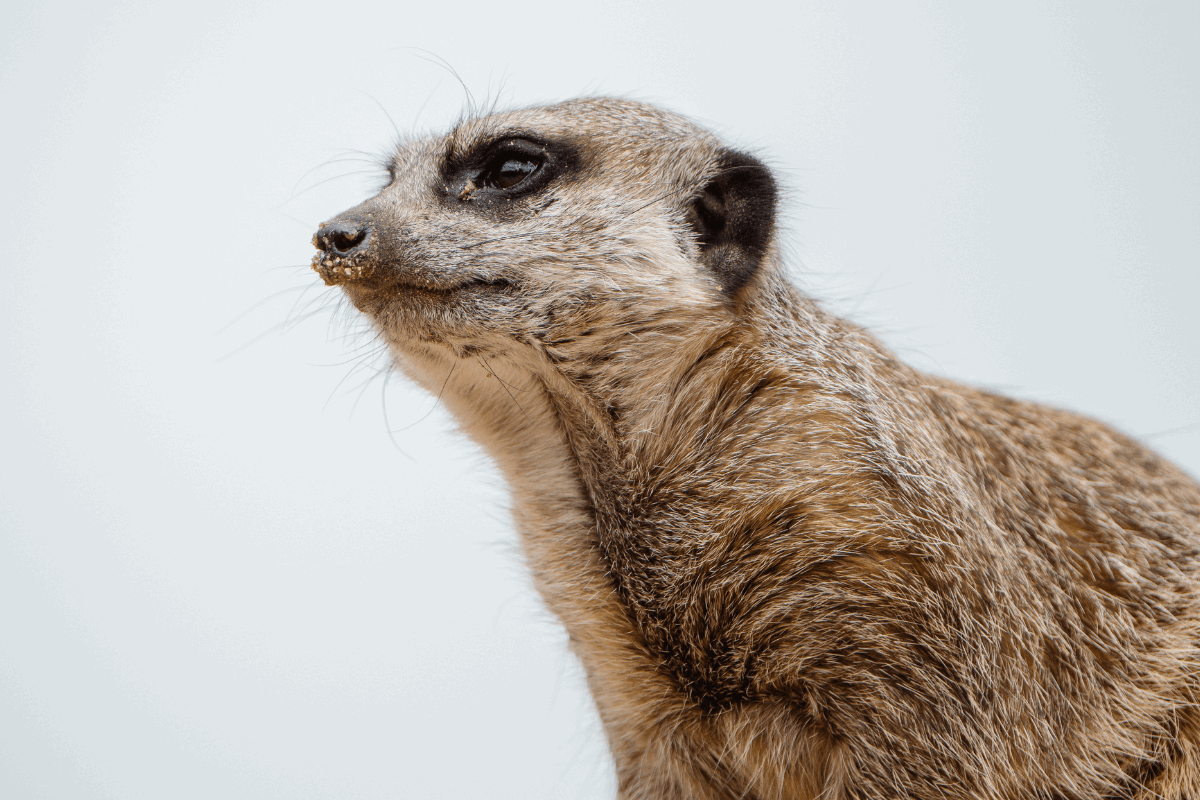 Slender Tailed Meerkat