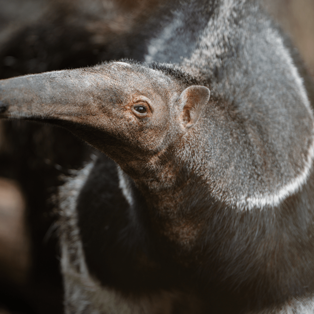 Giant Anteater