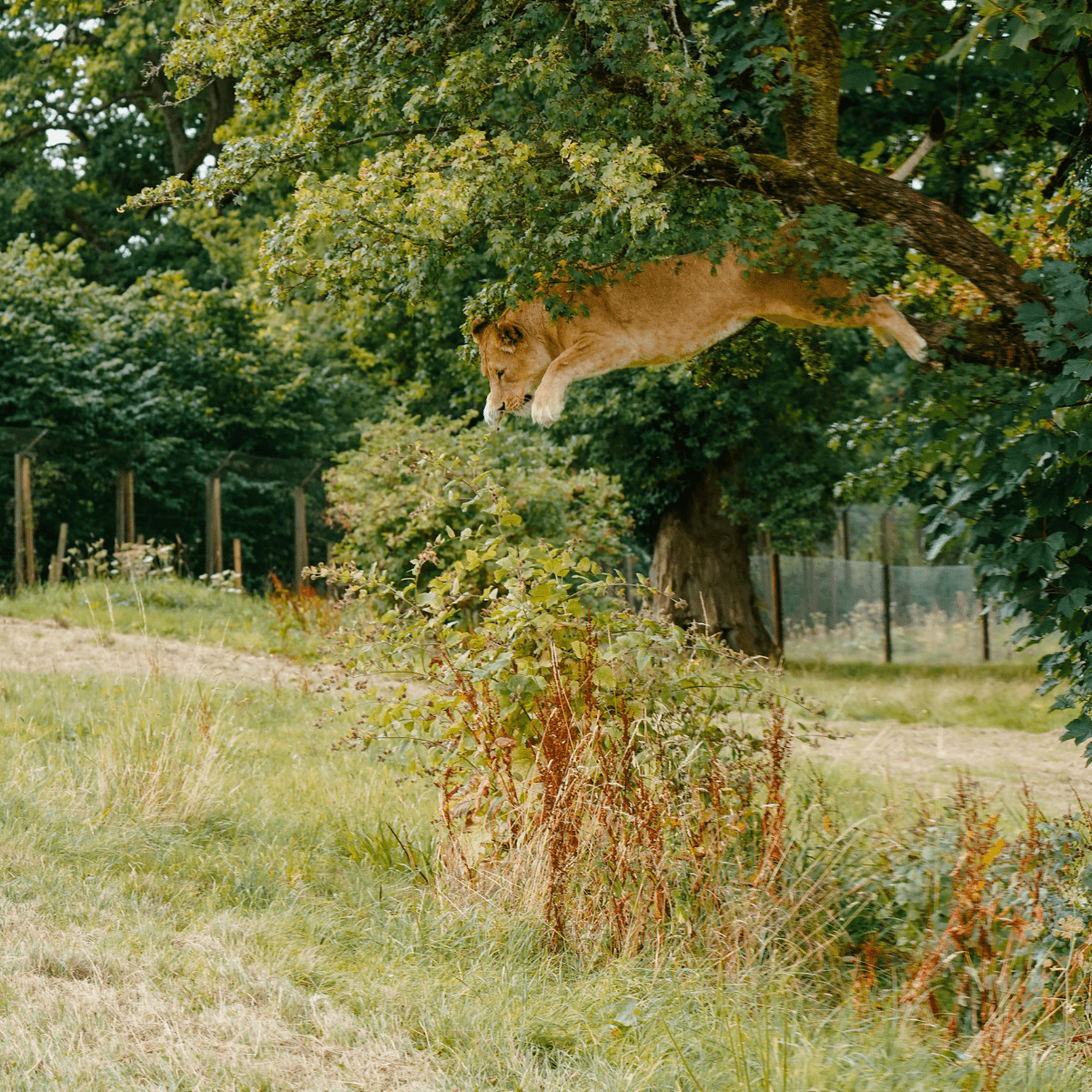 Leaping Lioness