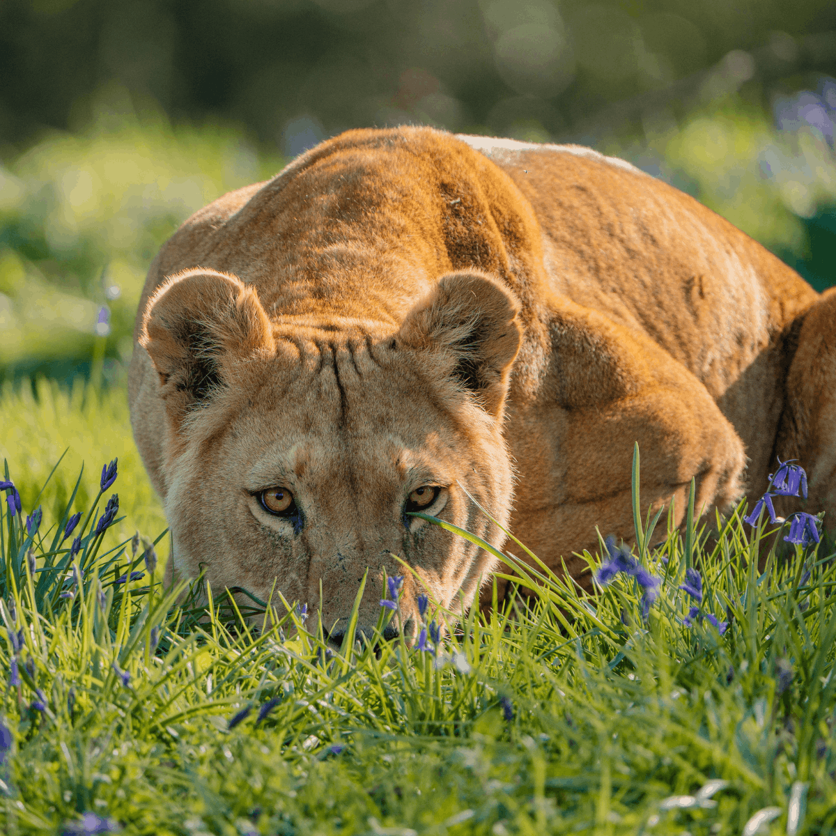 Spectacular bluebells in Lion Country