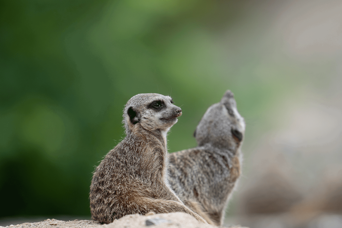 Slender Tailed Meerkat