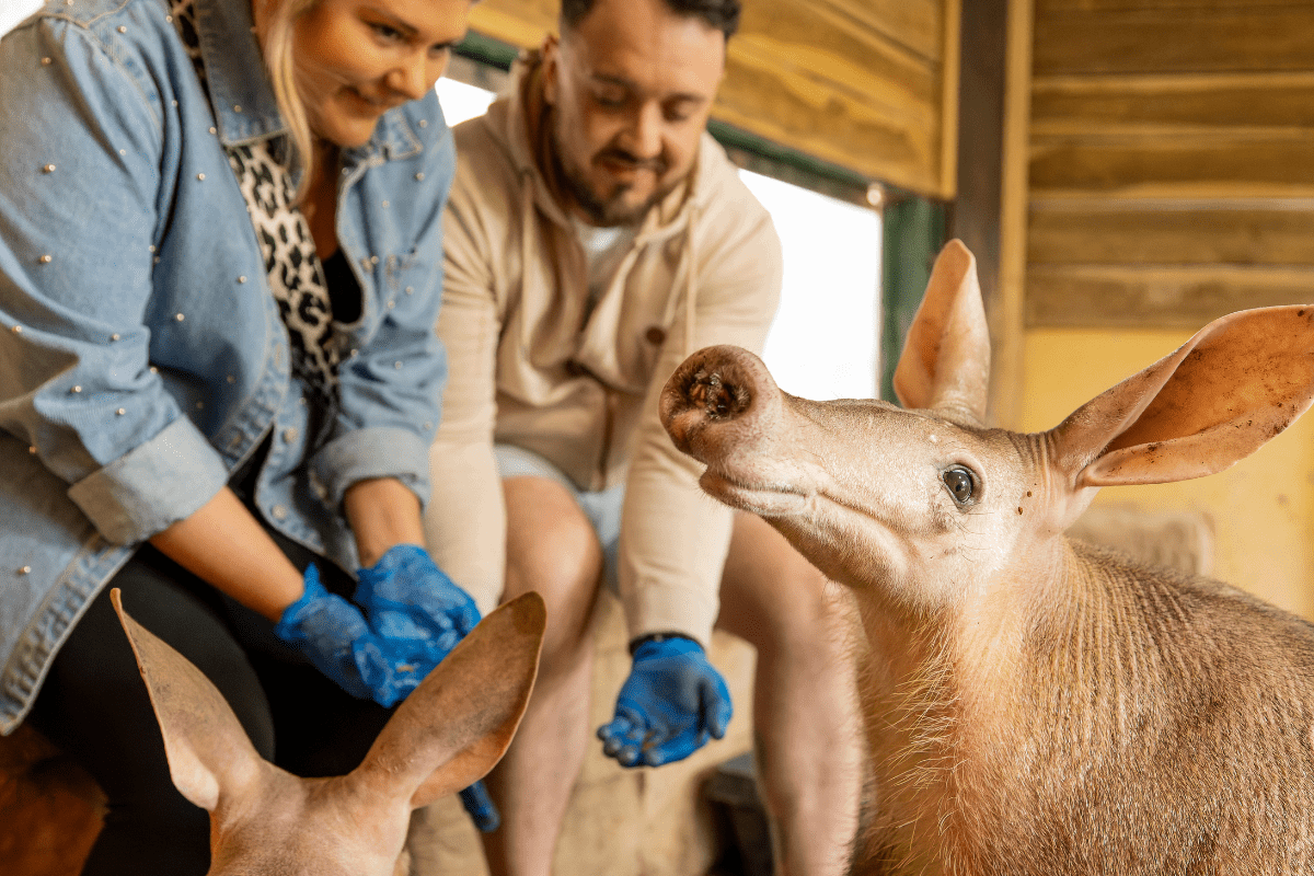 Aardvark
