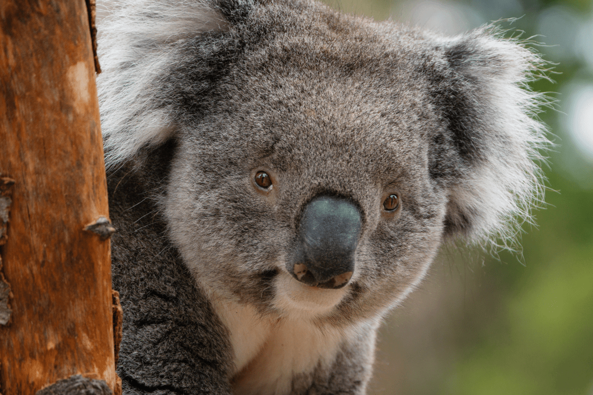 Southern Koala