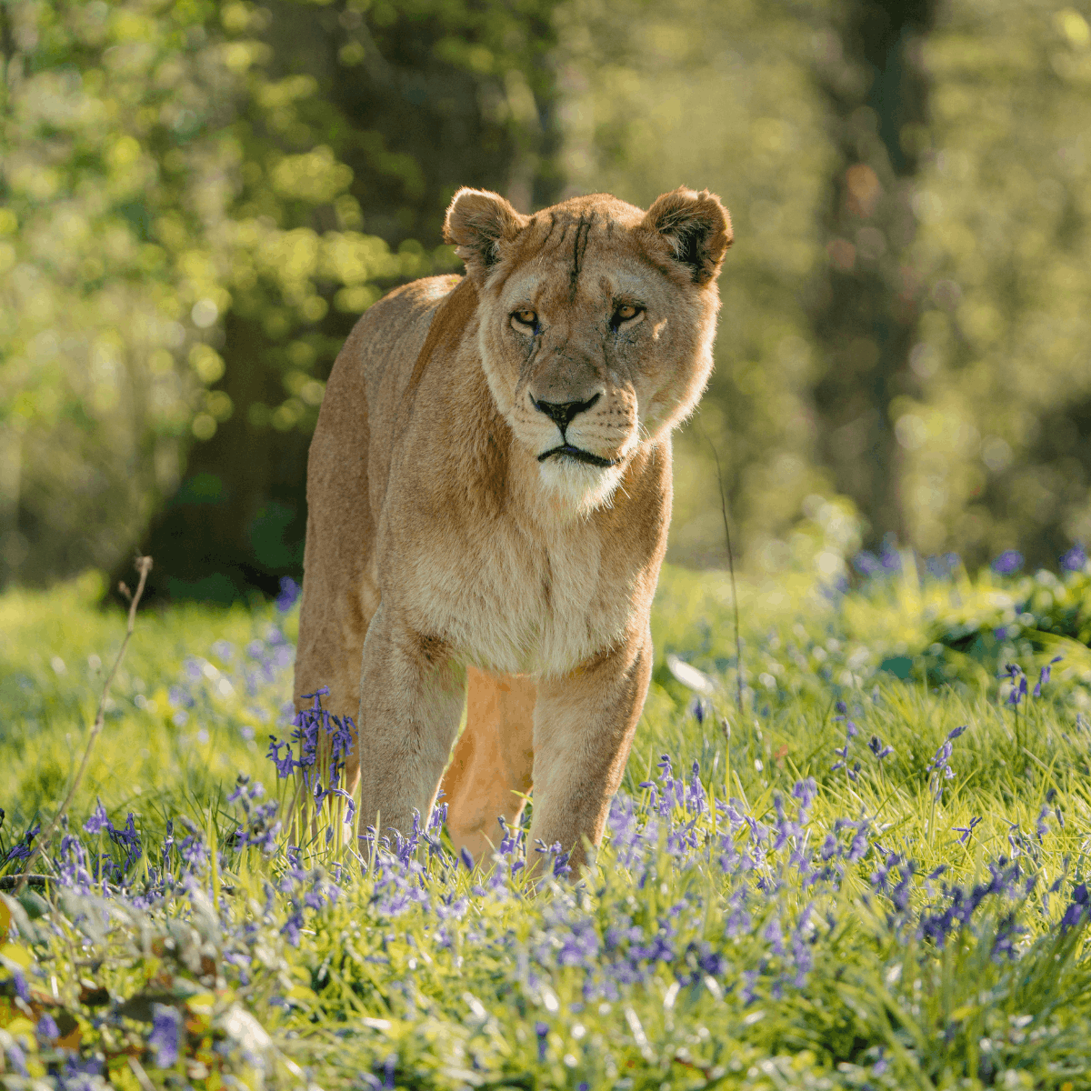 Spectacular bluebells in Lion Country