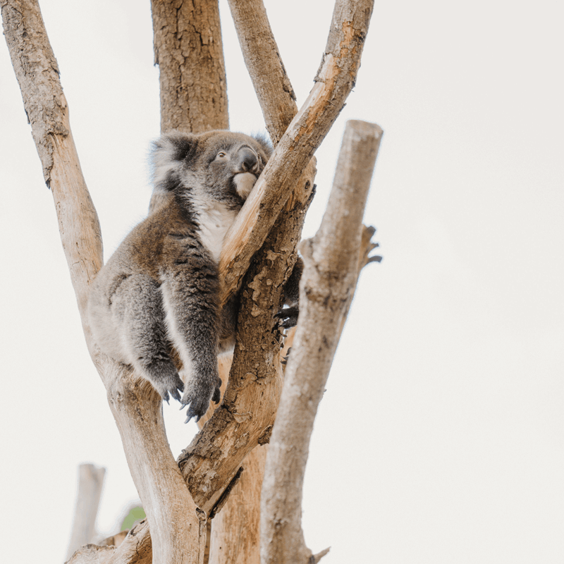 Southern Koala
