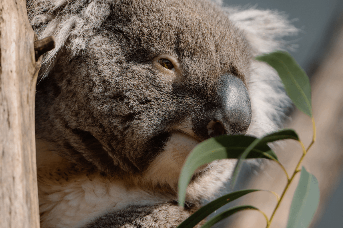 Southern Koala