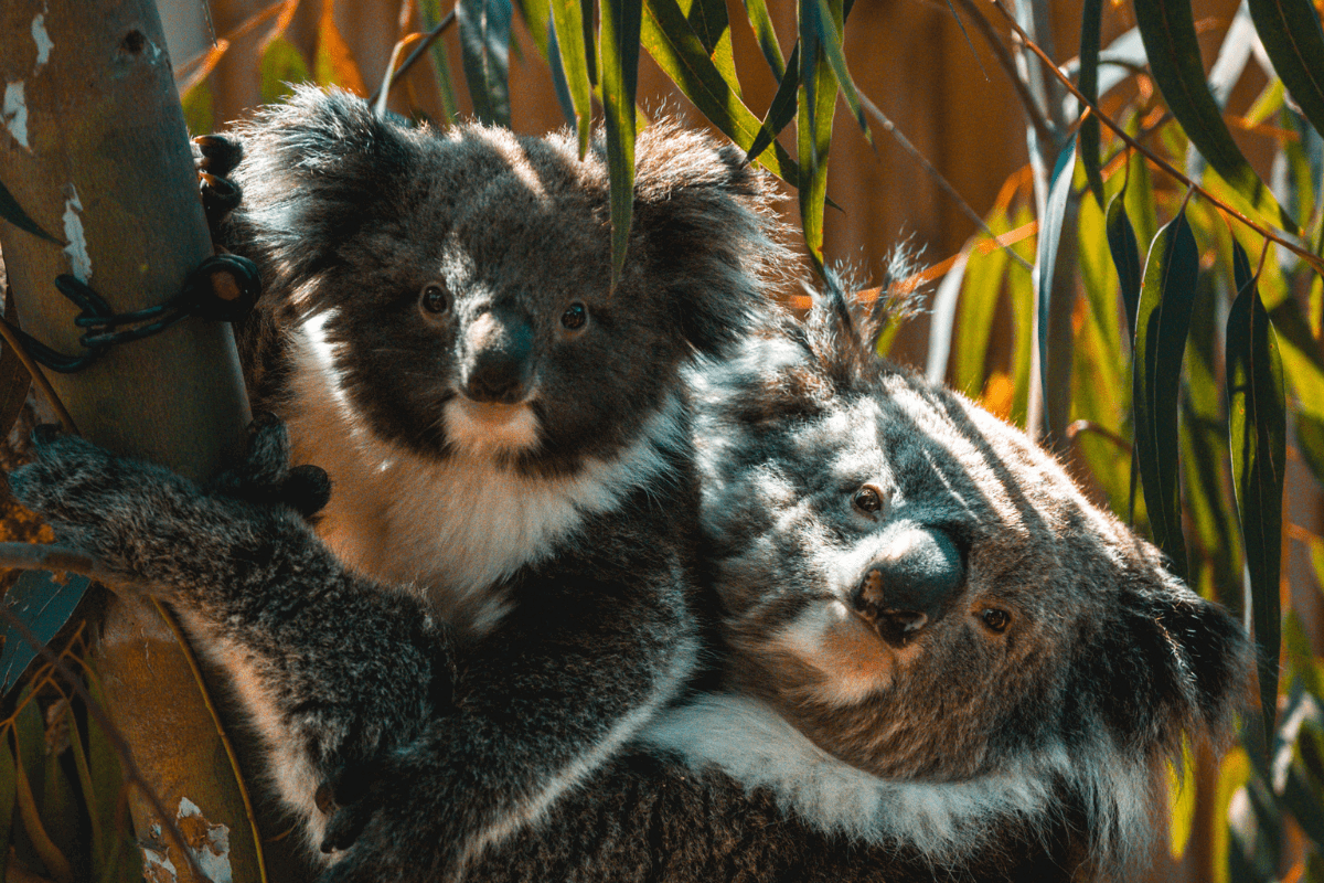 Southern Koala