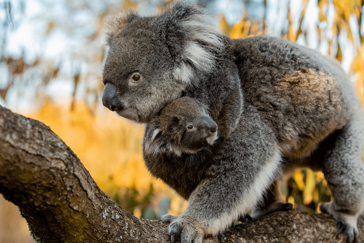 Southern Koala