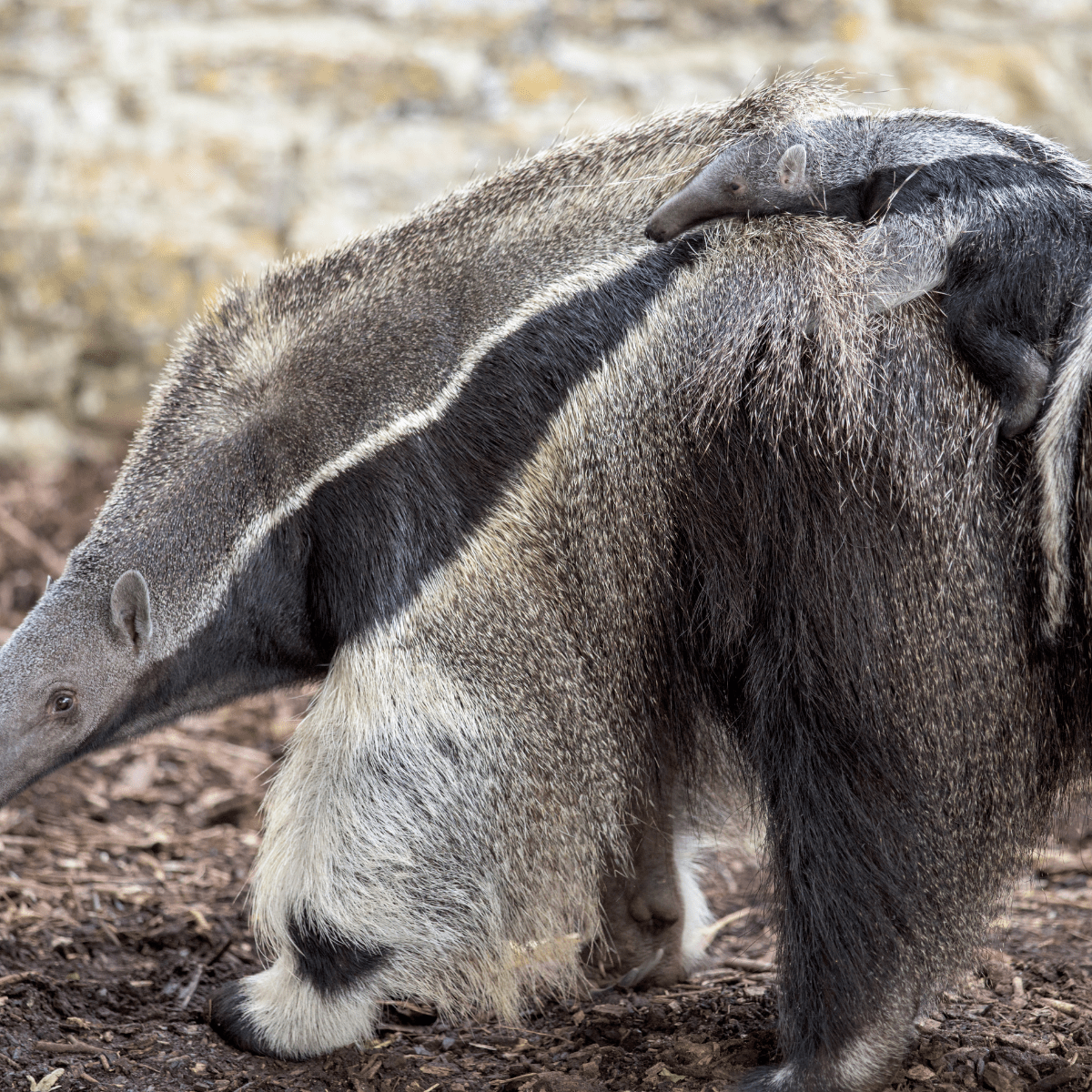 Giant Anteater