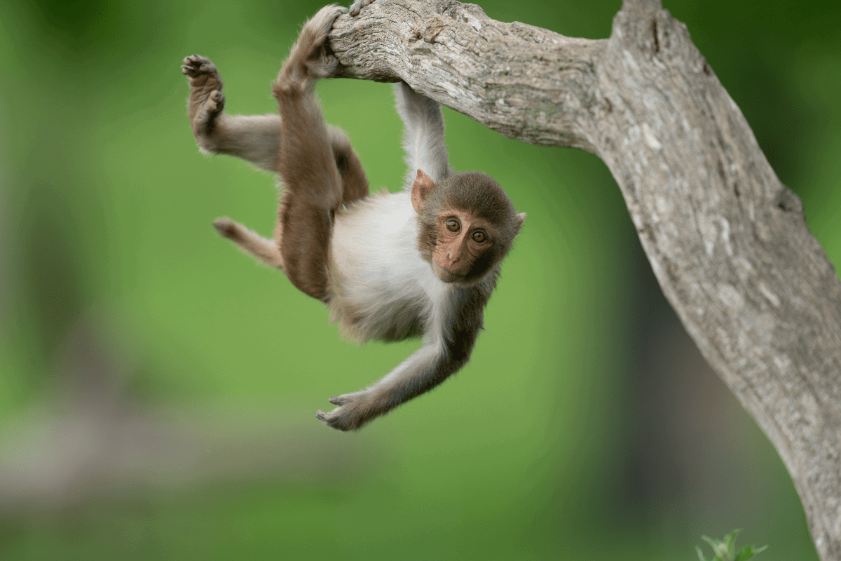 Rhesus Macaque Monkey