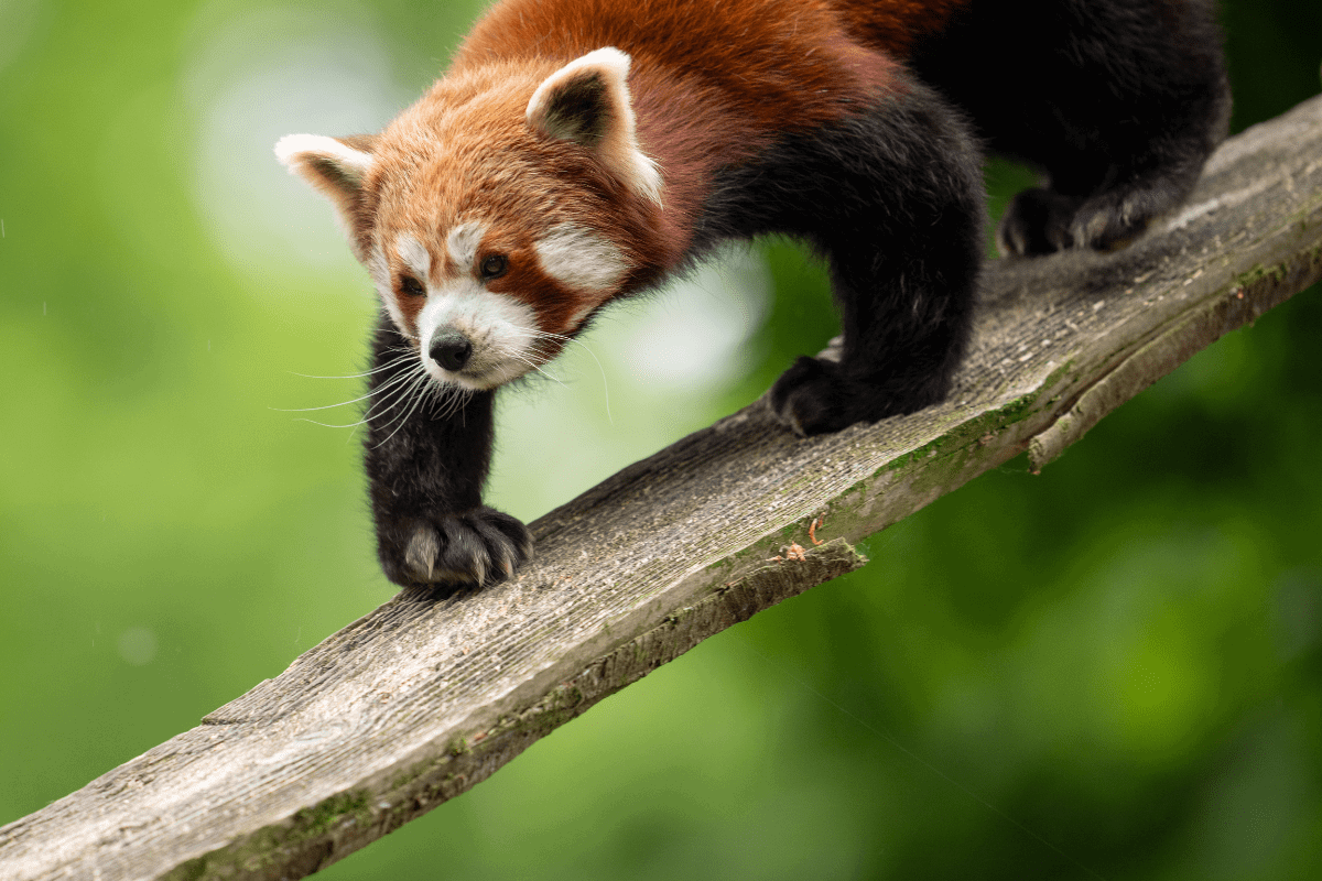 Red Panda