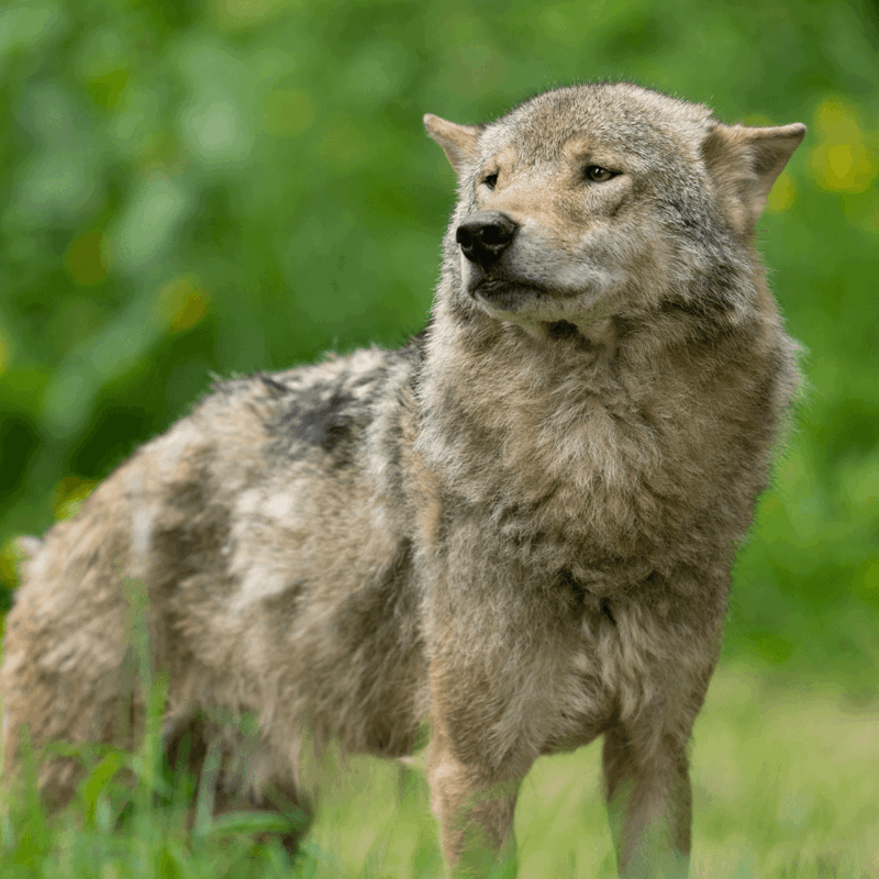 European Grey Wolf