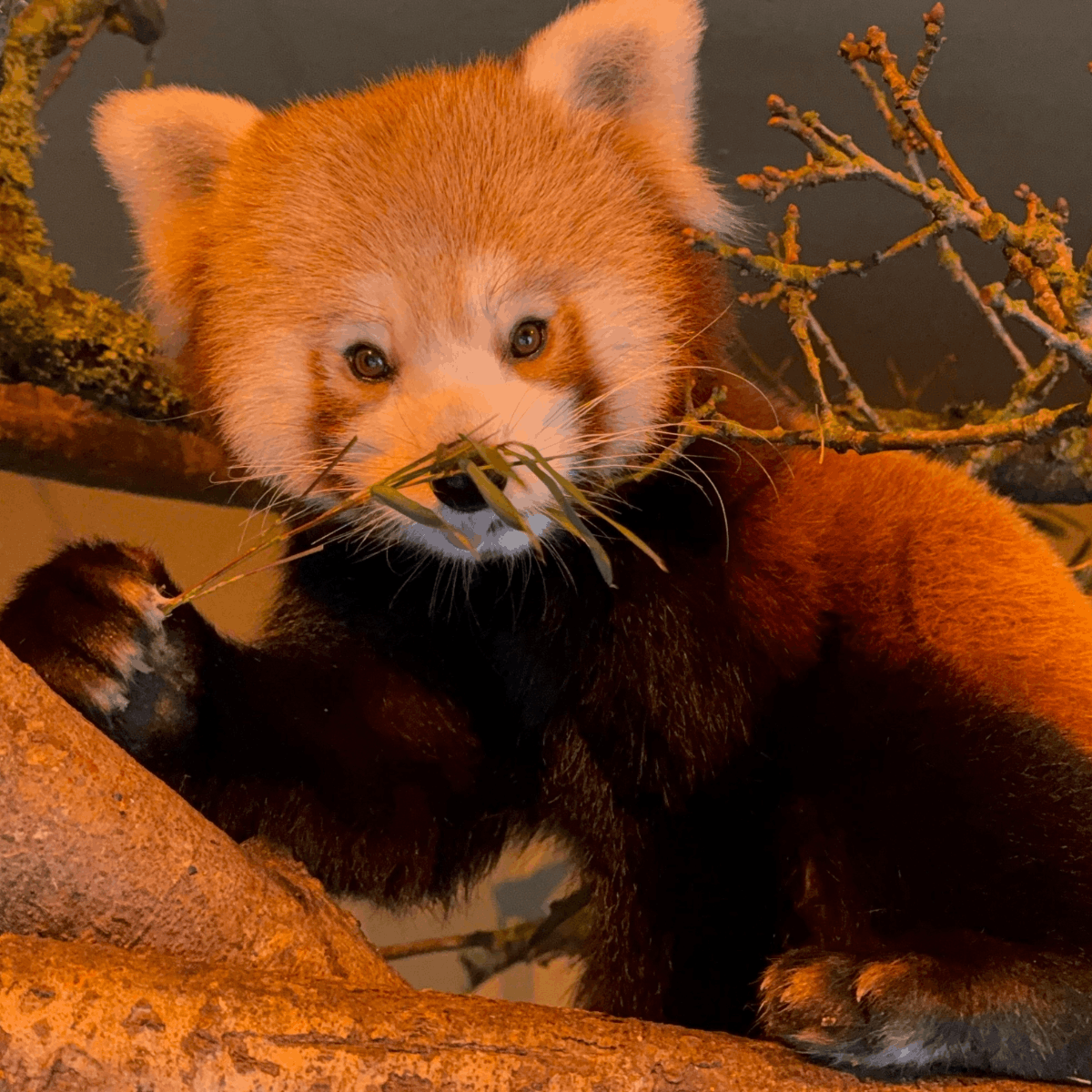 Meet Neo – our new Red Panda