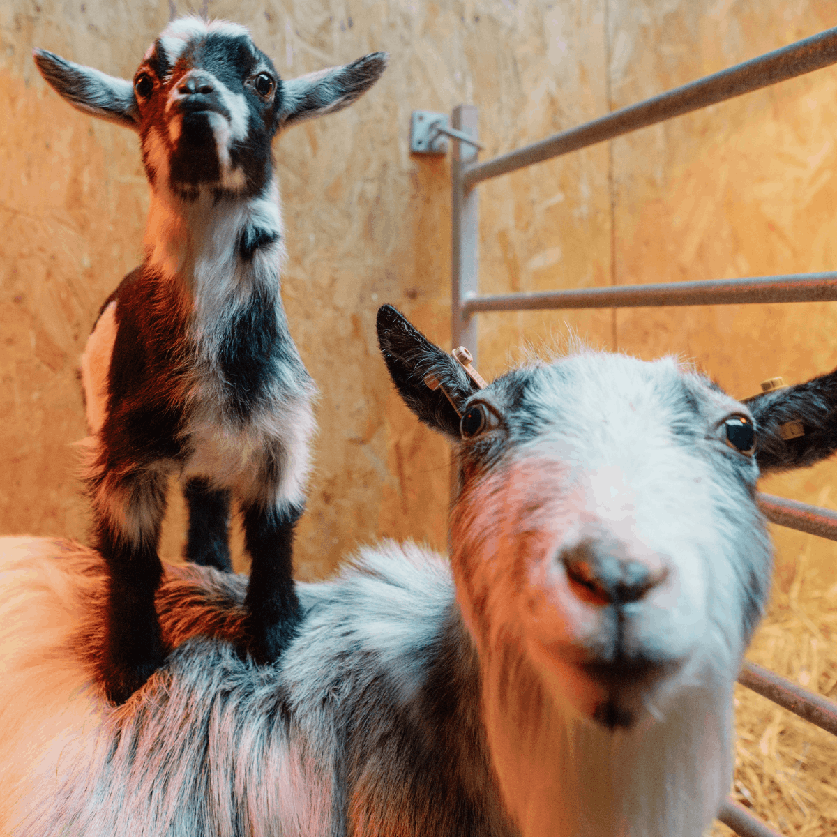 New kids on the farm