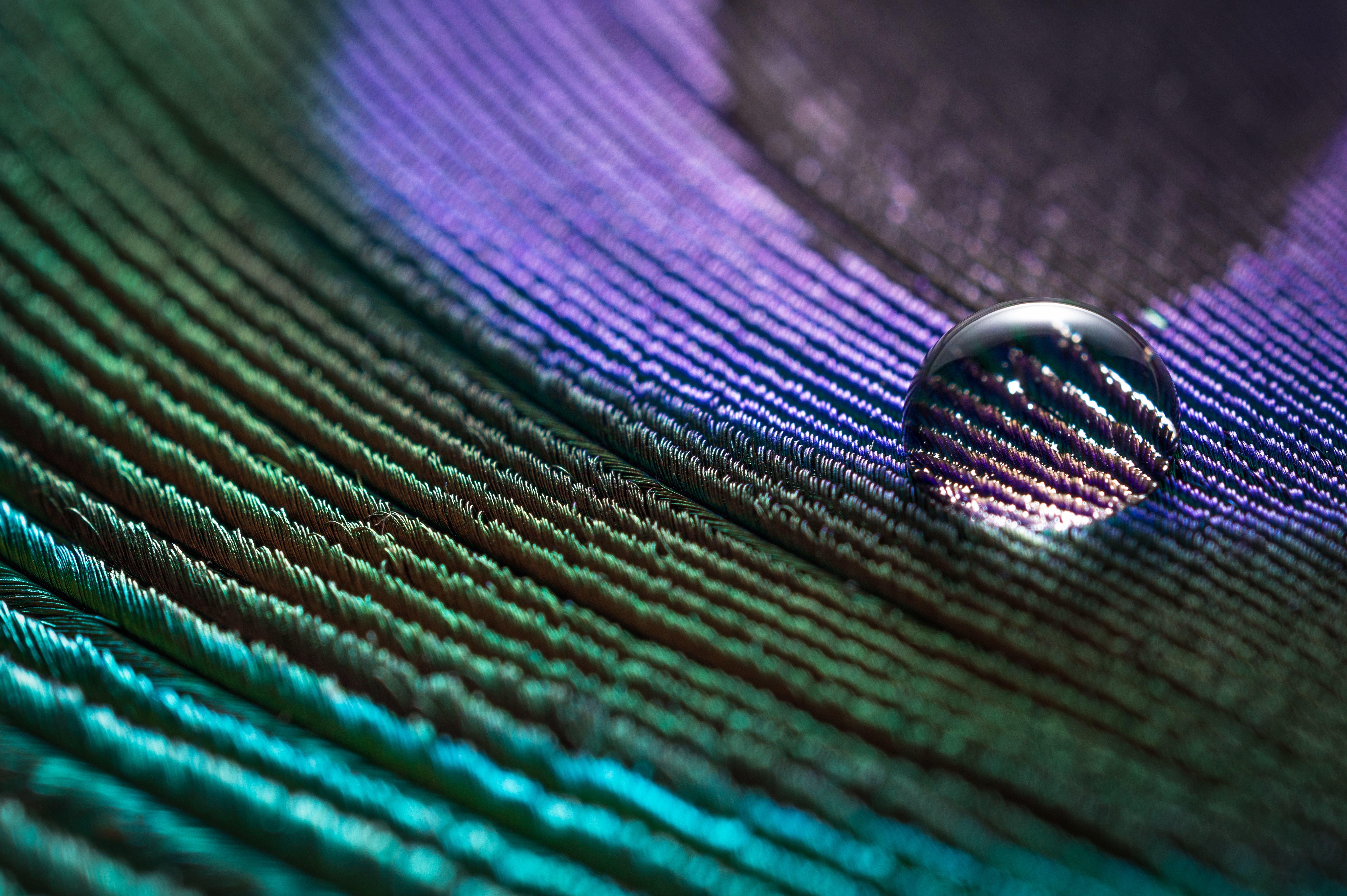 About Us | Puma Capital Group - Puma Capital Group